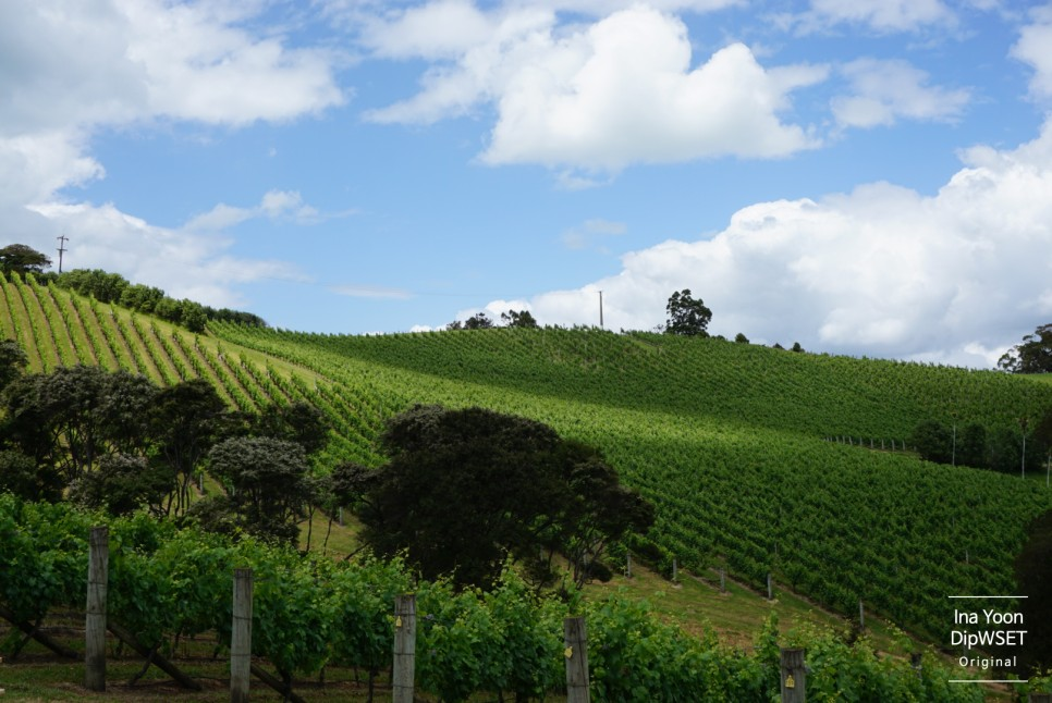 뉴질랜드 레드와인의 제왕: Destiny Bay Wines – NEW ZEALAND WINE BOUTIQUE